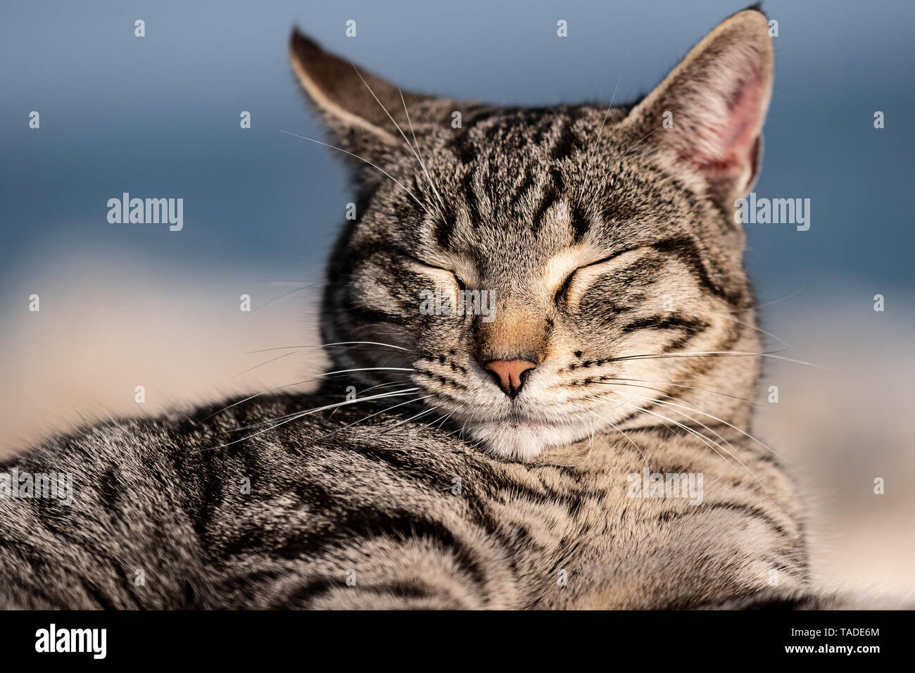 Chat de mer Banque de photographies et d’images à haute résolution - Alamy