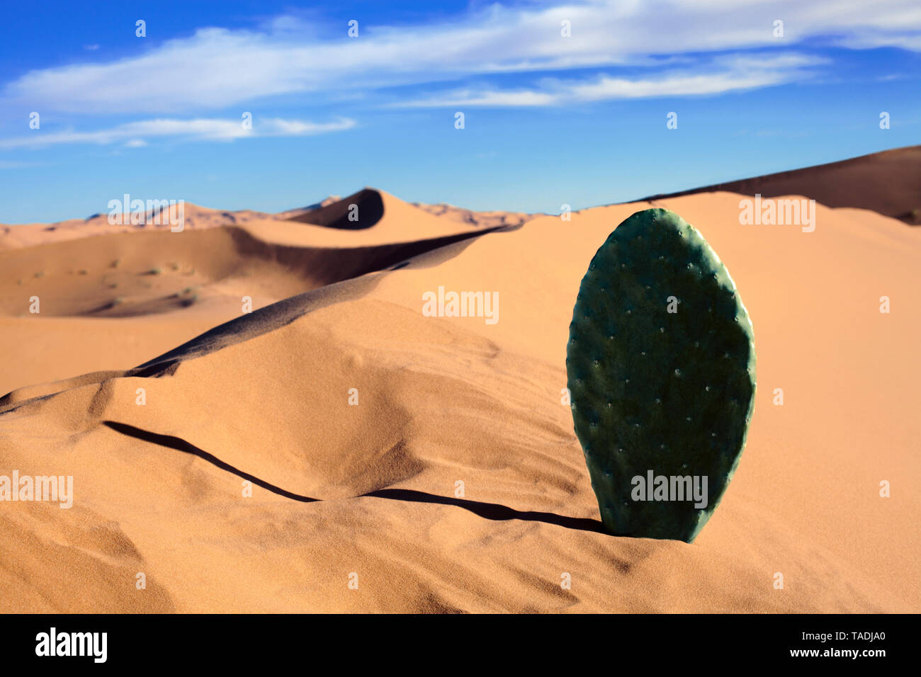 Le Maroc, Sahara, Merzouga, Erg Chebbi, feuilles de cactus dans le ...
