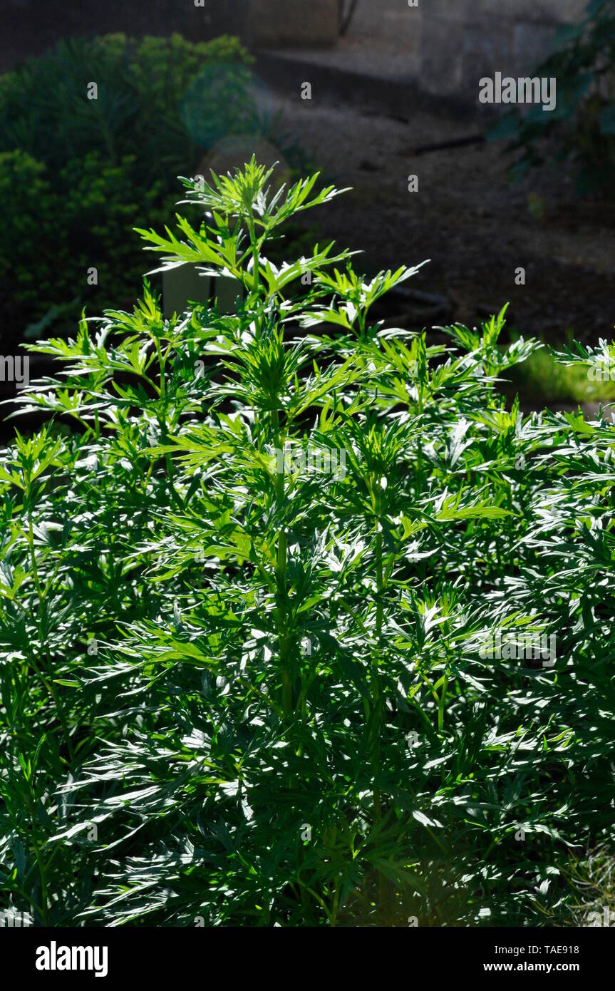 Artemisia vulgaris Banque de photographies et d’images à haute ...