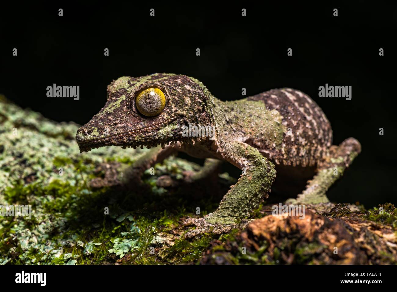 Gecko à queue de feuille moussus (Uroplatus sikorae), sur un tronc d ...