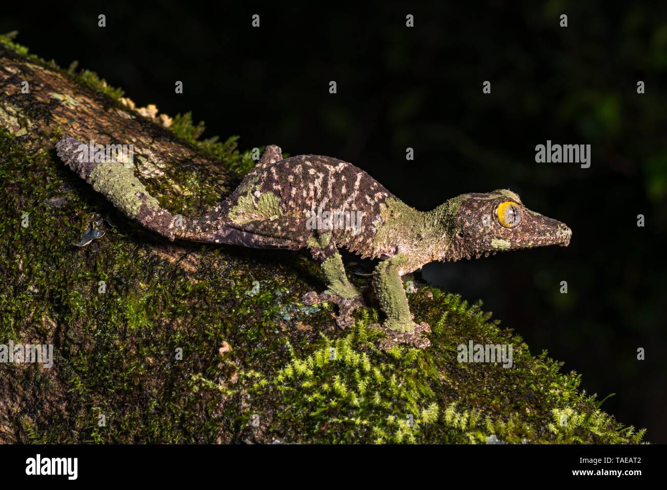 Gecko sur un arbre Banque de photographies et d’images à haute ...