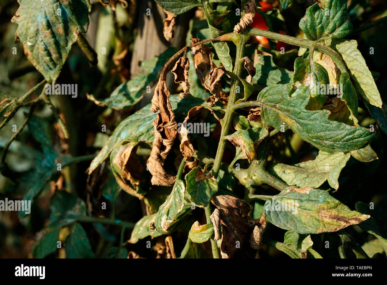 Acarien Roux Tomate Banque d'image et photos - Alamy