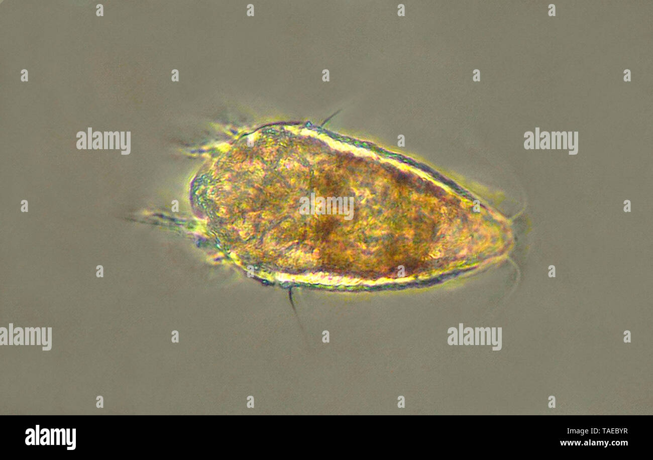 Acarien Roux Tomate Banque d'image et photos - Alamy