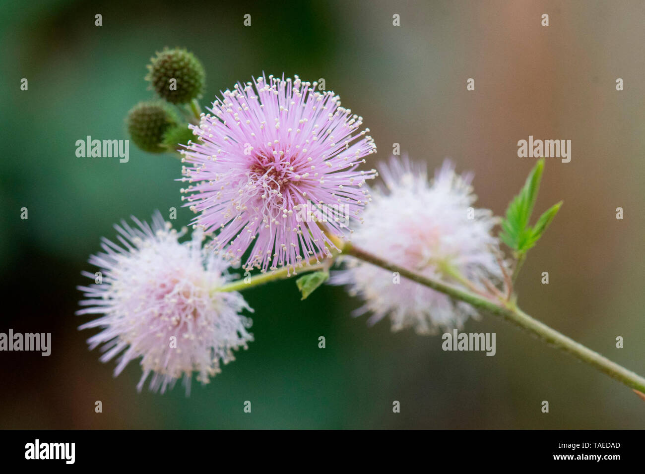 Polycarpa sp Banque de photographies et d’images à haute résolution - Alamy