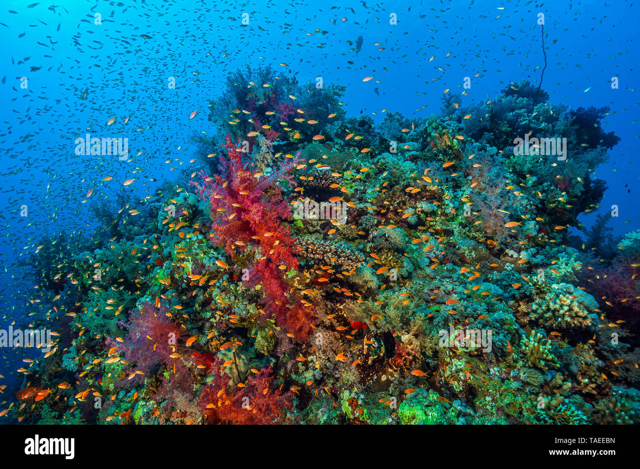 Corail de mer rouge Banque de photographies et d’images à haute ...