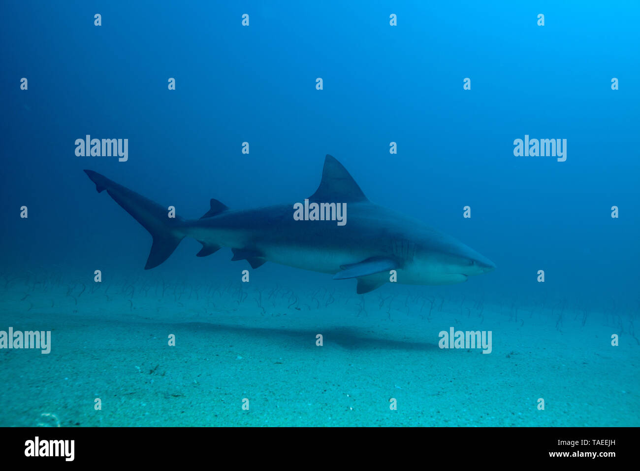 Requin Vache Banque d'image et photos - Alamy