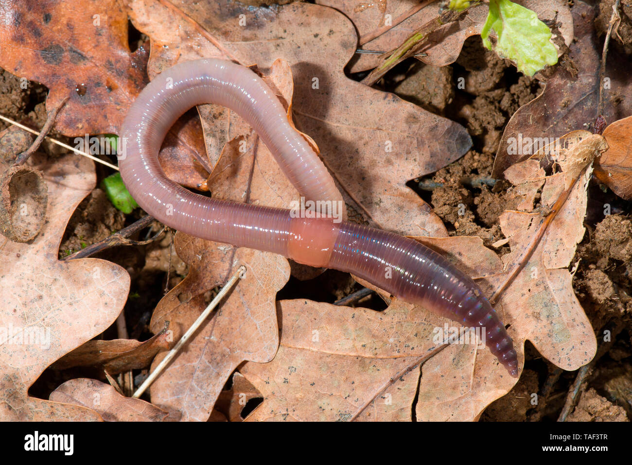 Lumbriculus Terrestris Banque d'image et photos - Alamy