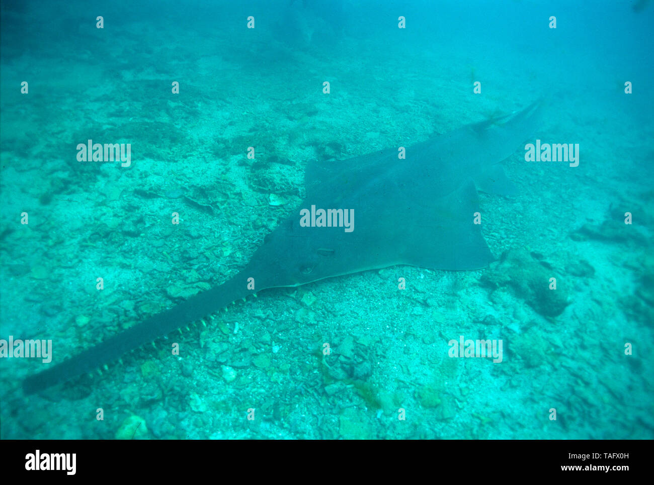 Largetooth sawfish pristis microdon Banque de photographies et d’images ...
