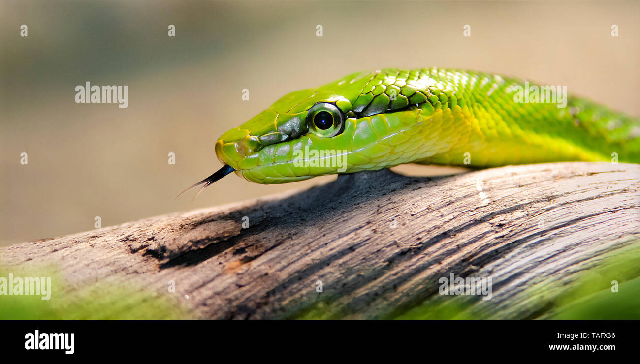 Couleuvre obscure Couleuvre à queue rouge (Gonyosoma oxycephala) coller ...