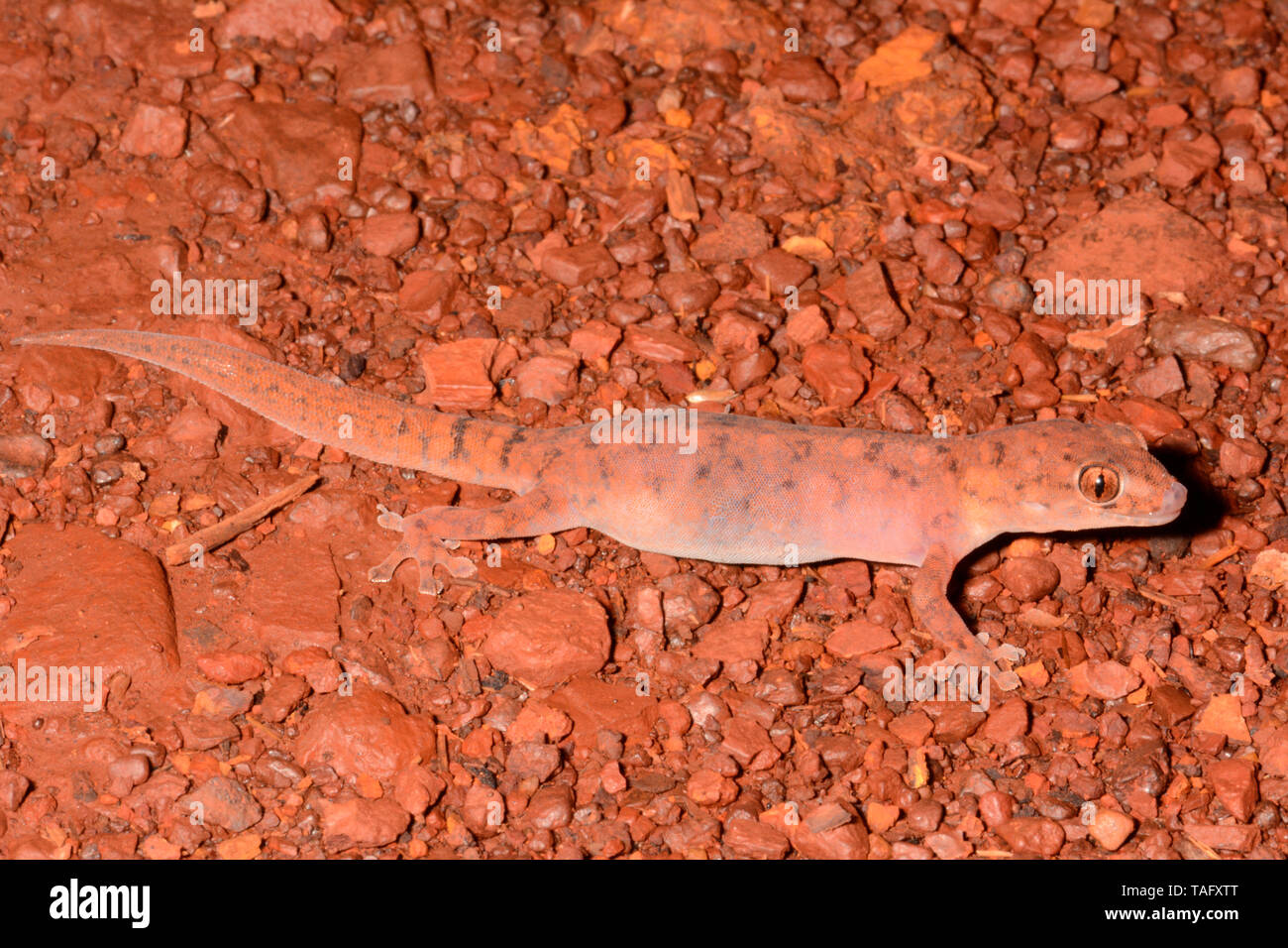Lizard karijini national park australia Banque de photographies et d ...