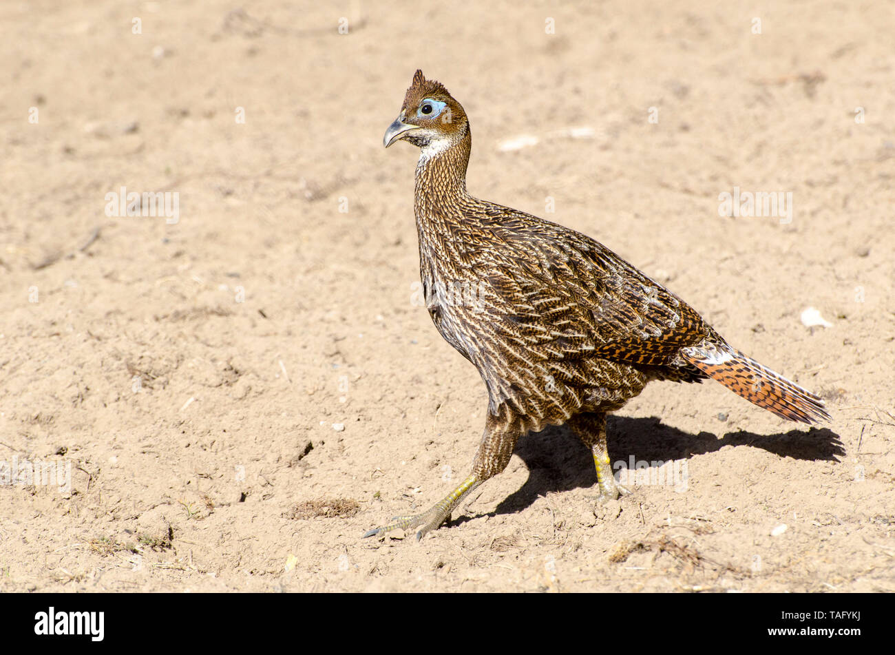 Femelle Himalayan Monal Banque d'image et photos - Alamy