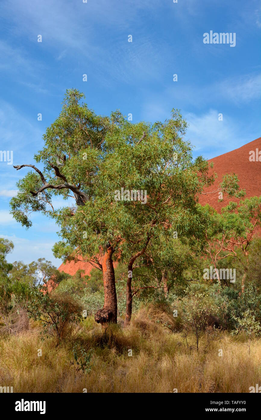 Corymbia terminalis Banque de photographies et d’images à haute ...