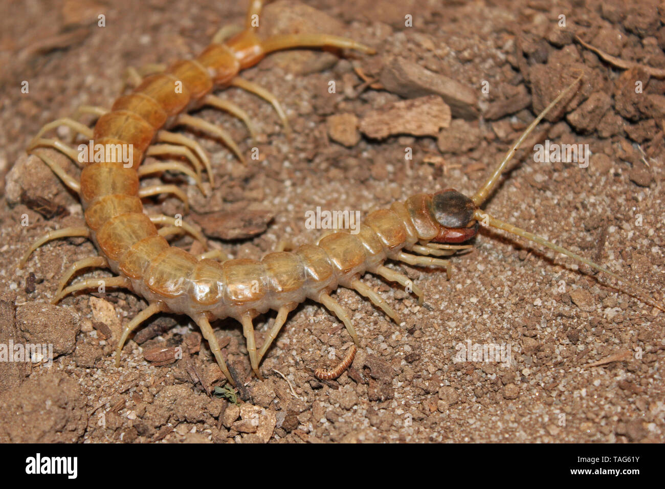 Scolopendra centipede Banque de photographies et d’images à haute ...