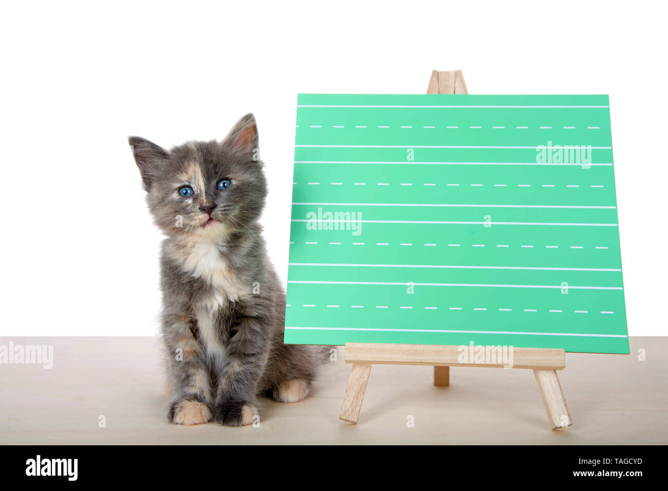 Adorable chaton tortie diluée assis attentivement sur un plancher en ...