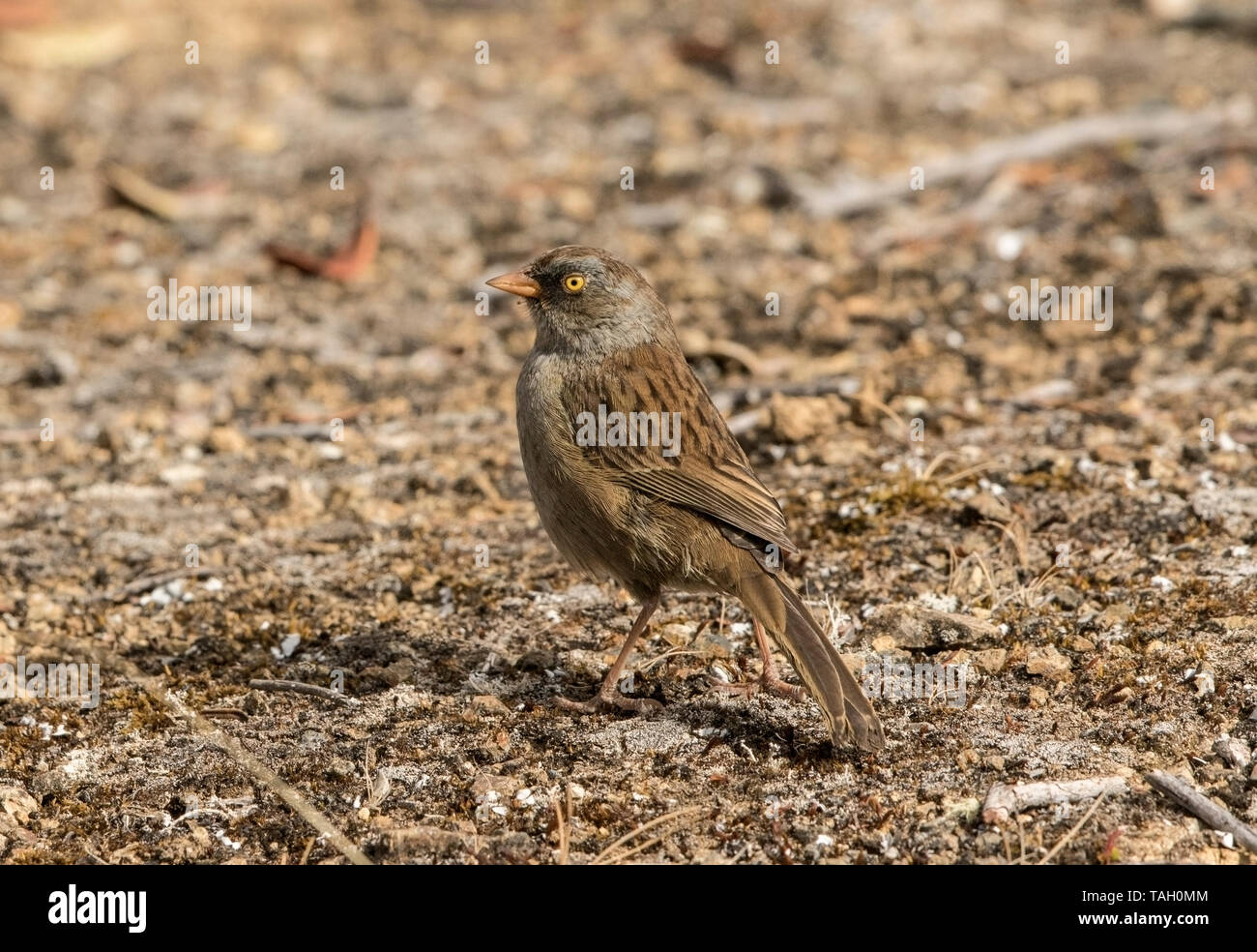 Volcan Junco Banque d'image et photos - Alamy
