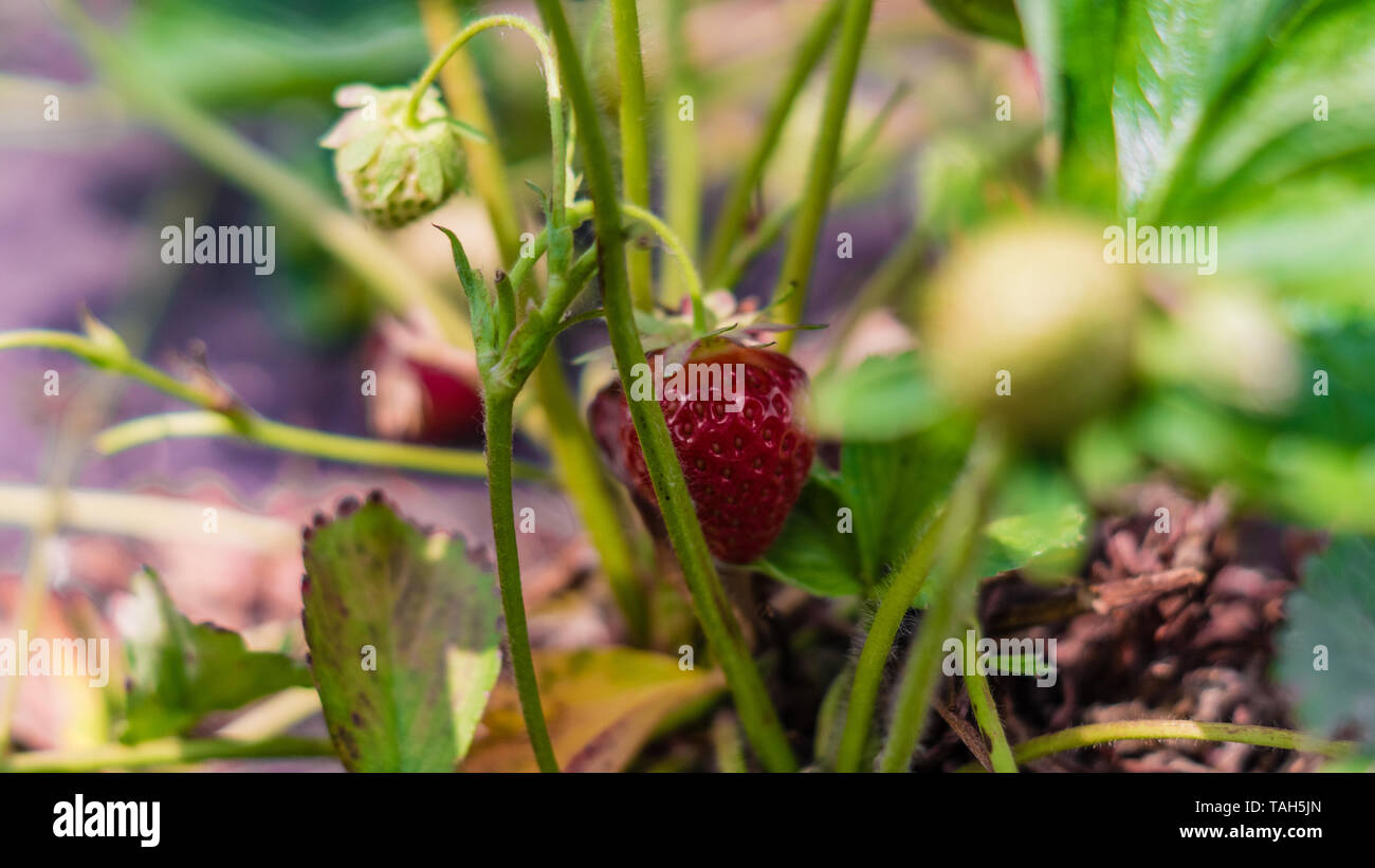 Fraises aux feuilles vertes Banque de photographies et d’images à haute ...