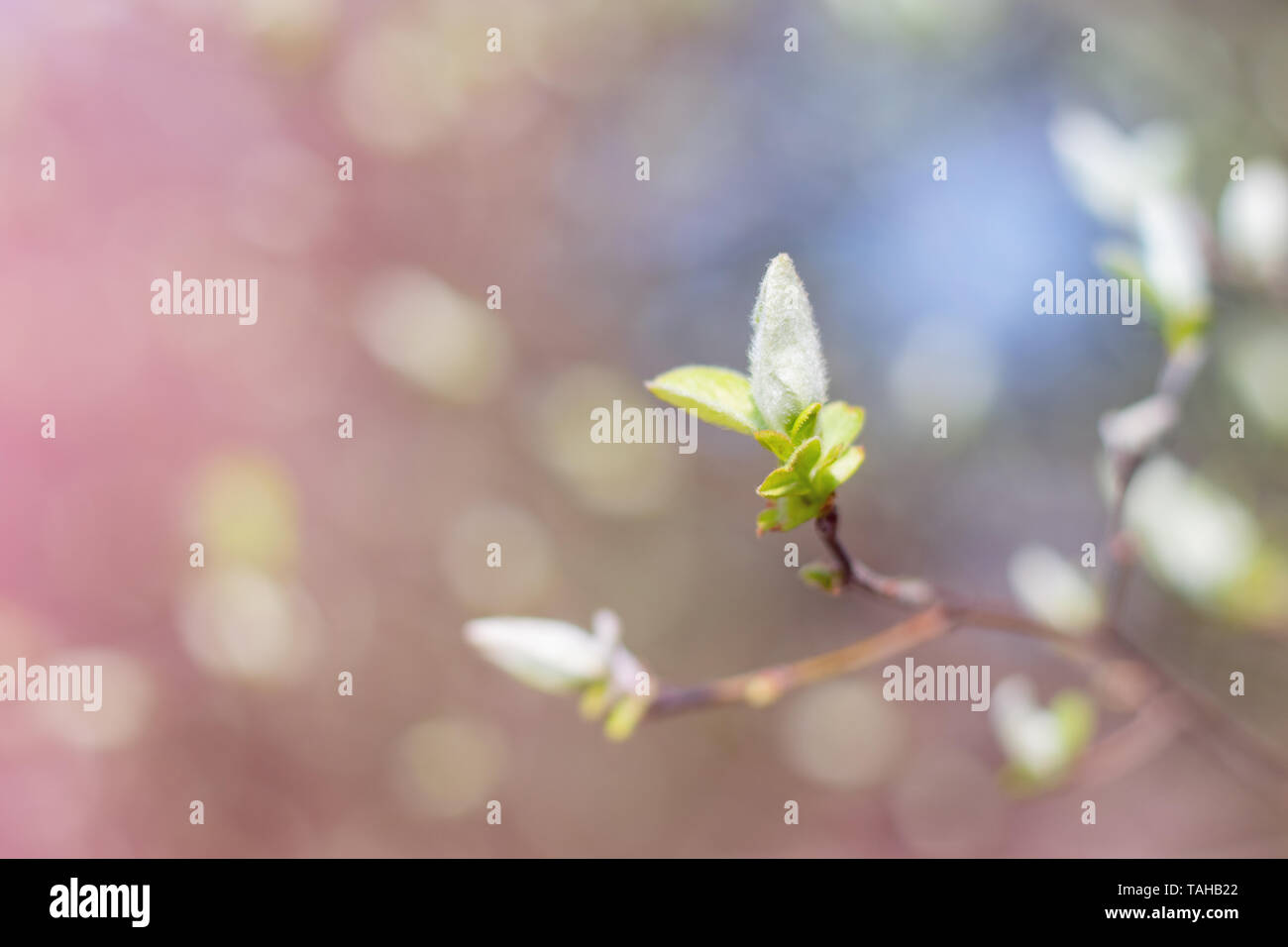 Feuilles de coing Banque de photographies et d’images à haute ...
