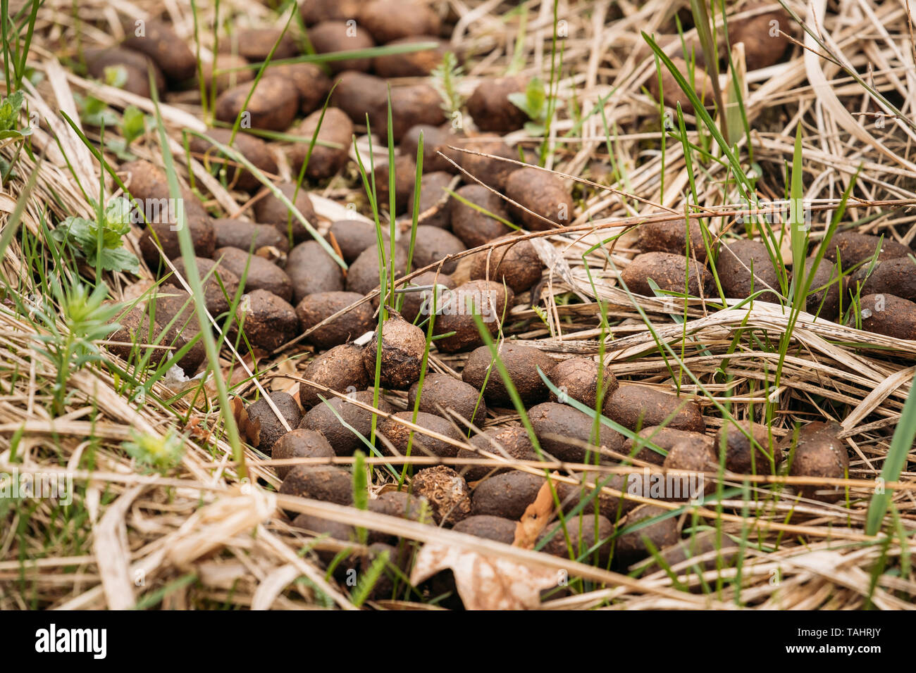 Excréments d'animaux Banque de photographies et d’images à haute ...