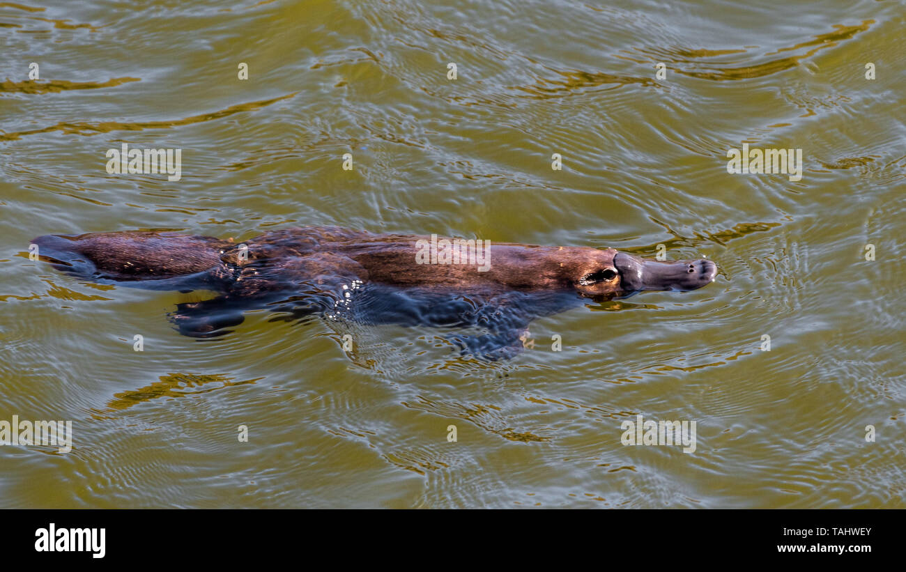 Ornithorhynchus anatinus Banque de photographies et d’images à haute ...