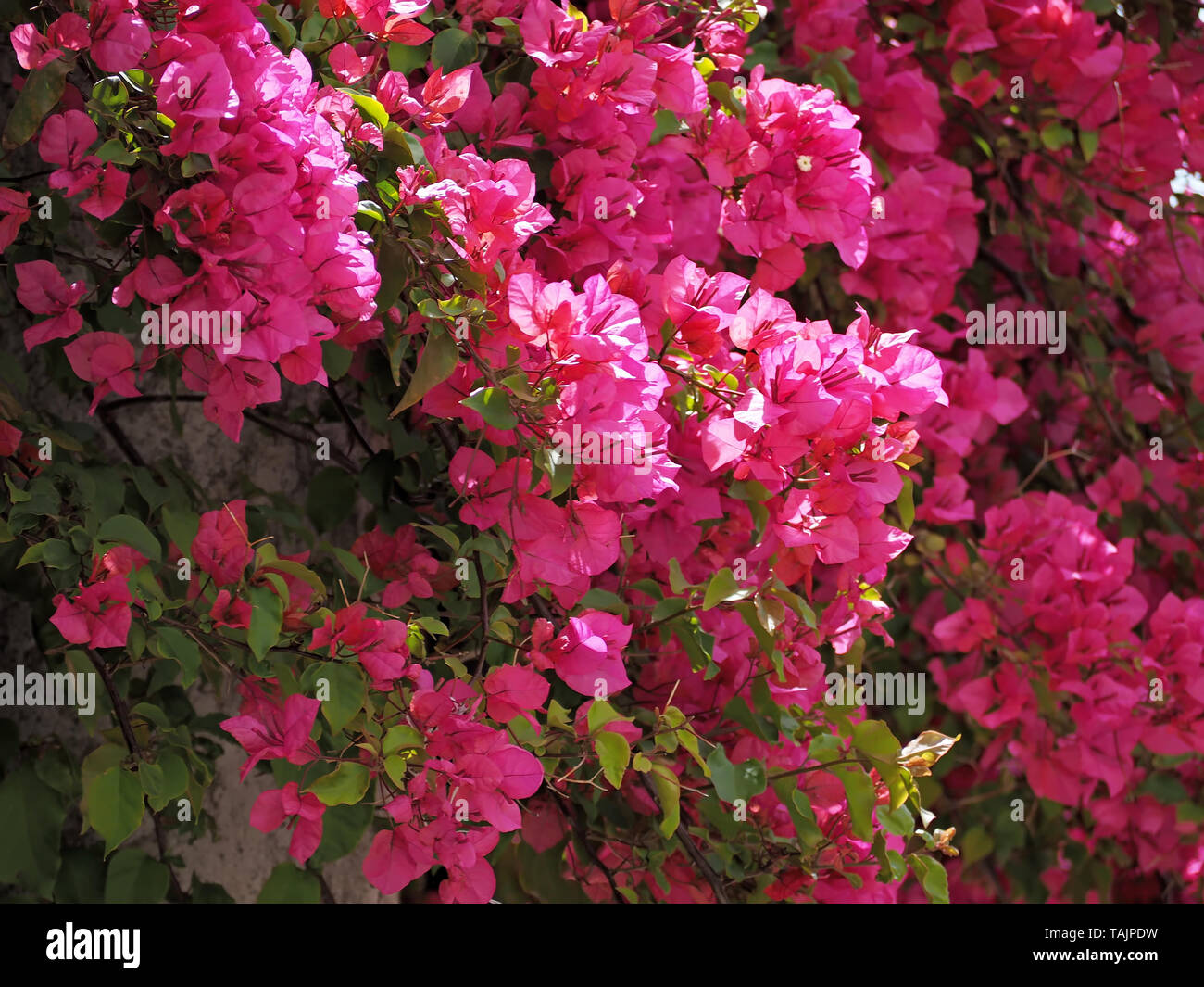 Azalea bush Banque de photographies et d’images à haute résolution - Alamy