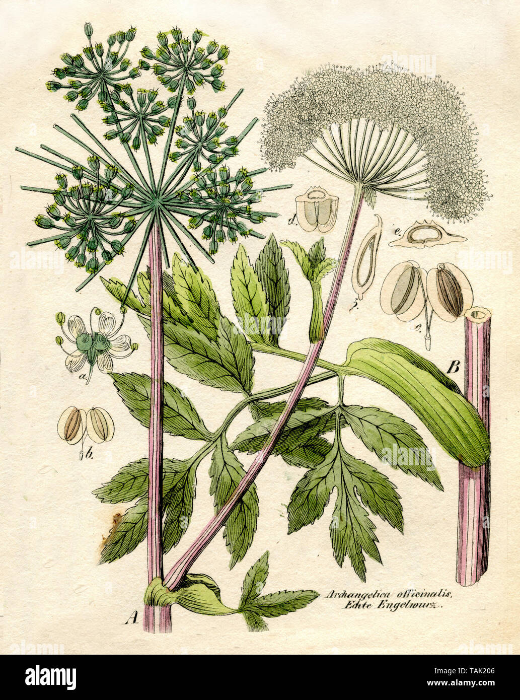 Angélique officinale Banque de photographies et d’images à haute ...