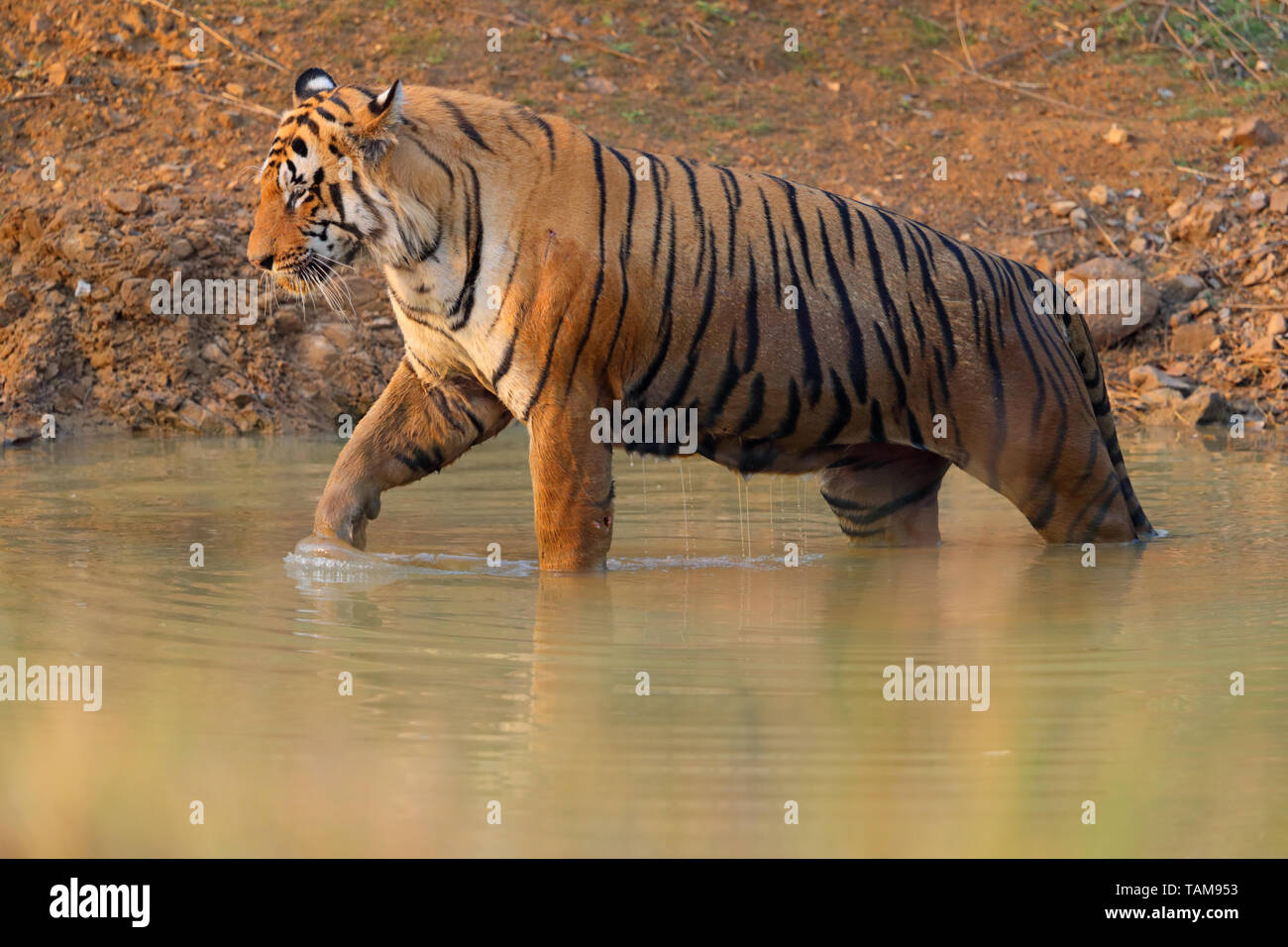 Tigre du bengale panthera tigris tigris Banque de photographies et d ...