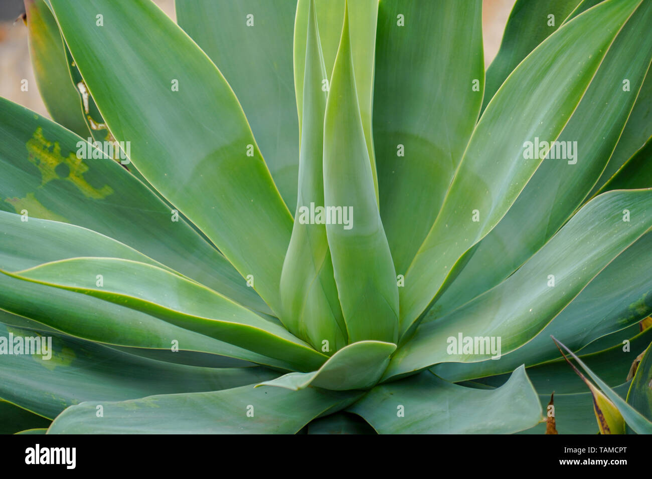 Octopus agave agave vilmoriniana Banque de photographies et d’images à ...