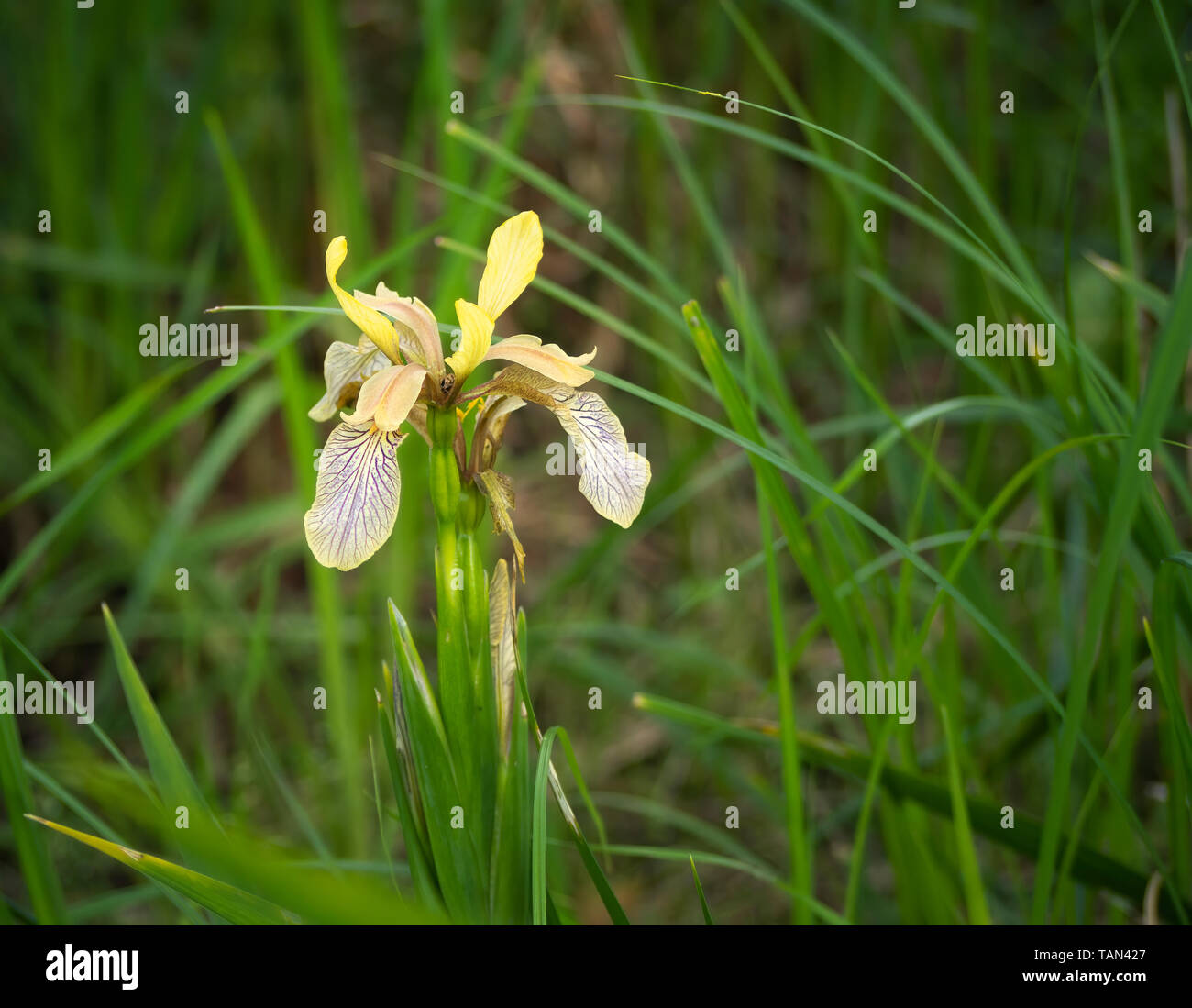 Iris de fleur Banque de photographies et d’images à haute résolution ...