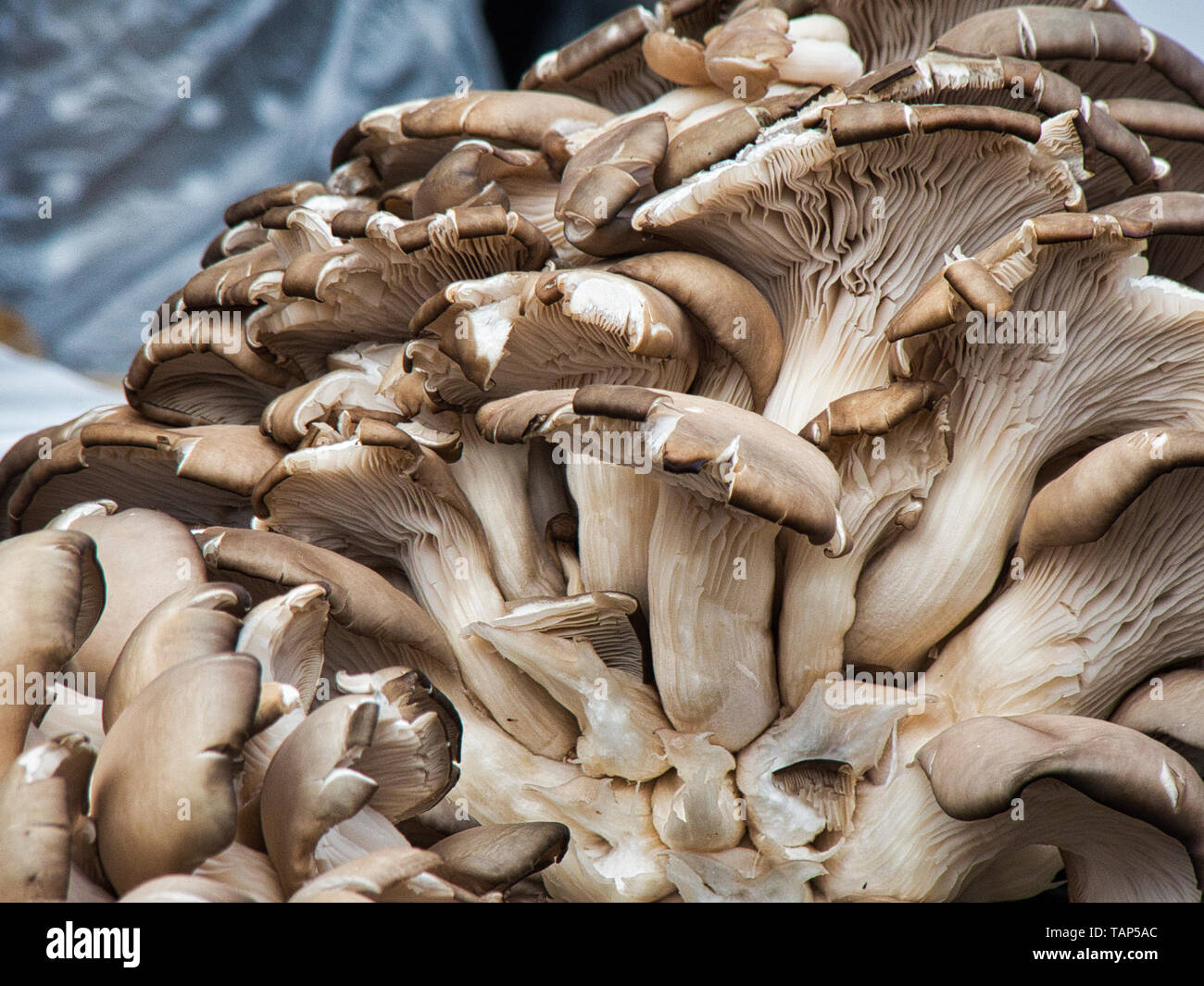 Pleurotes sauvages Banque de photographies et d’images à haute ...