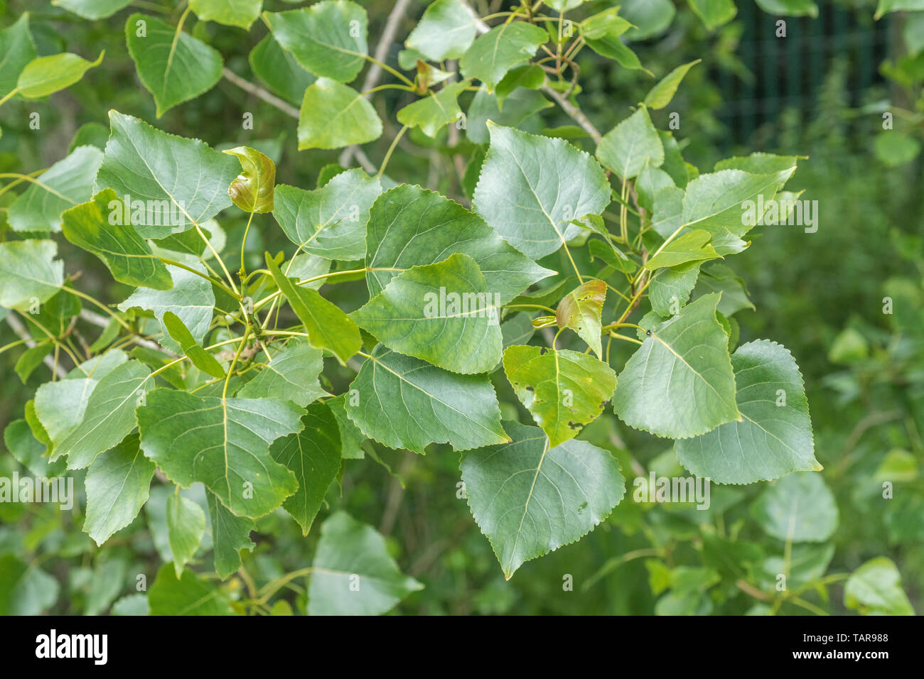 Peuplier canadien ou peuplier du canada populus a canadensis Banque de ...