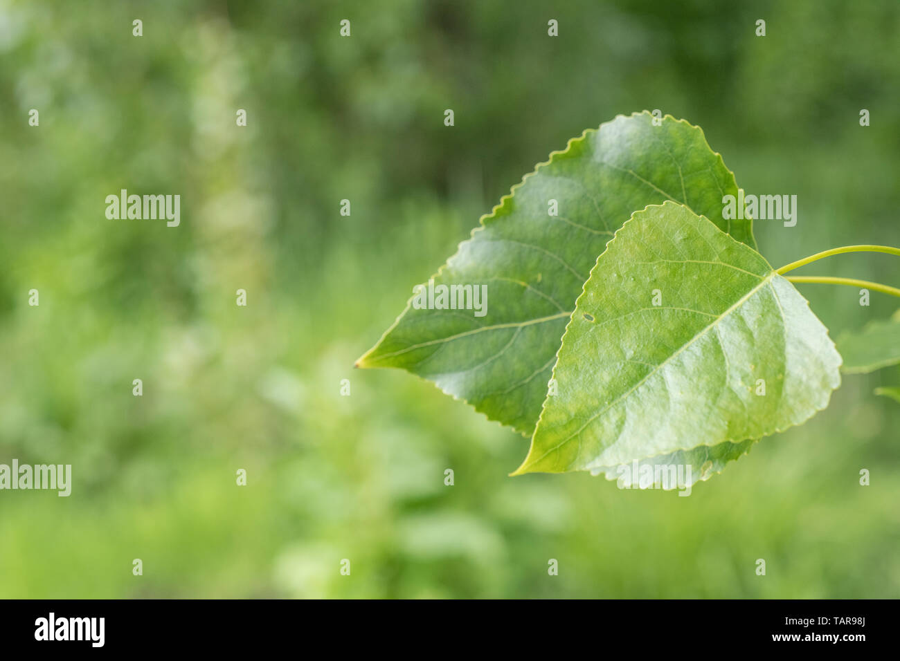 Feuilles de populus canadensis Banque de photographies et d’images à ...