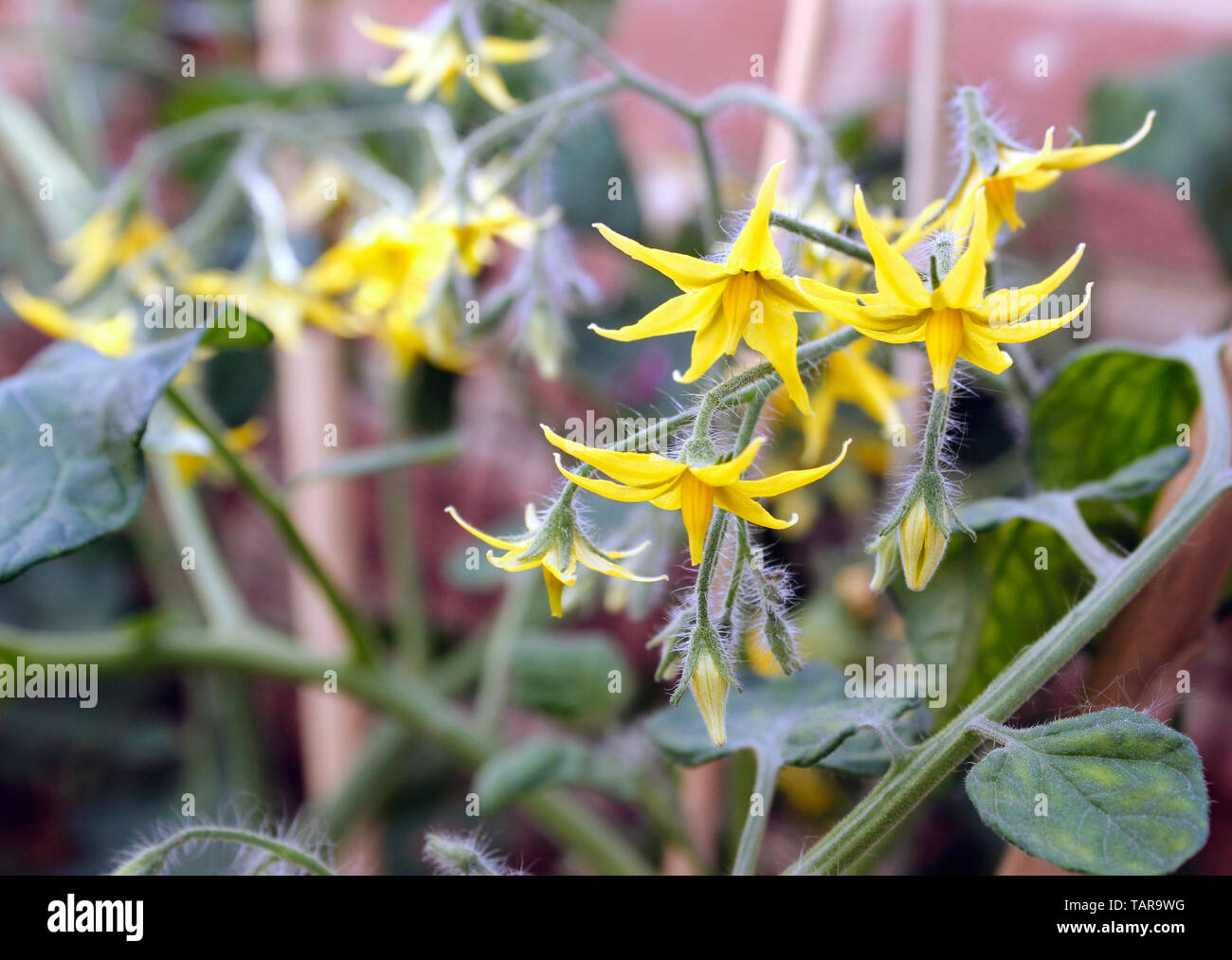 Fleurs de tomate Banque de photographies et d’images à haute résolution ...