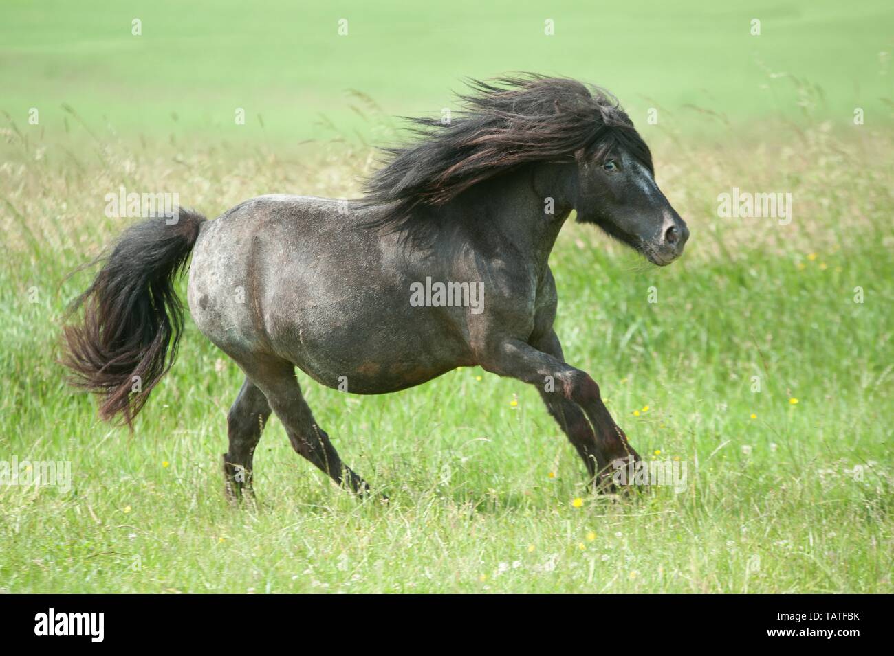 Cheval Aux Yeux Bleus Banque d'image et photos - Alamy