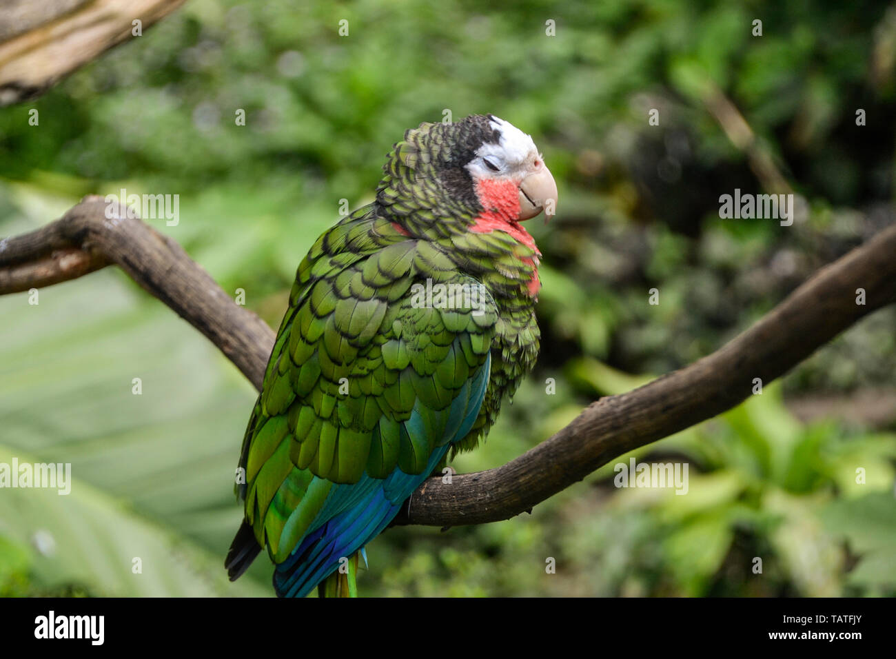 Sittacus est un génie de perroquets des Caraïbes dans la sous-famille ...
