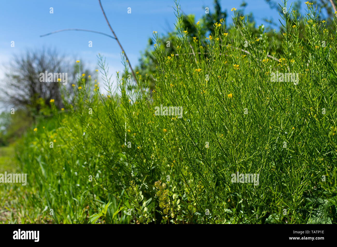 La végétation du printemps dans la prairie ouverte. National Midewin ...