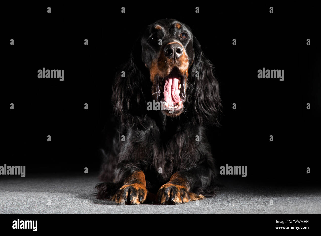 Setter gordon noir et marron Banque de photographies et d’images à ...