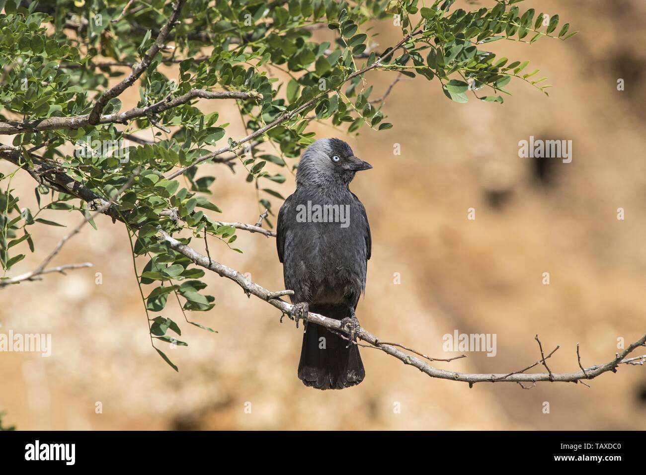 Daw jack Banque de photographies et d’images à haute résolution - Alamy