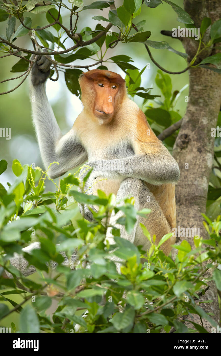 Proboscis Monkey (Nasalis larvatus) ou long-nez de singe, connu sous le ...