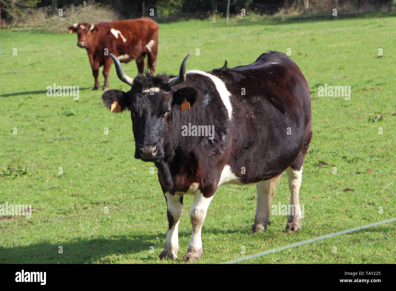 Pie de vache Banque de photographies et d’images à haute résolution - Alamy