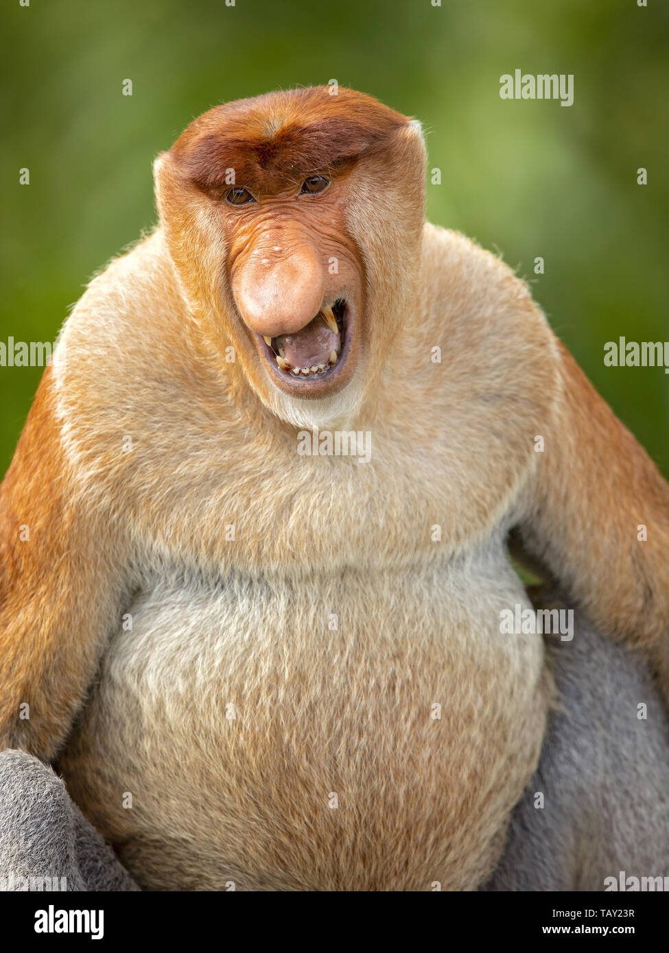 Nez de singe Banque de photographies et d’images à haute résolution - Alamy