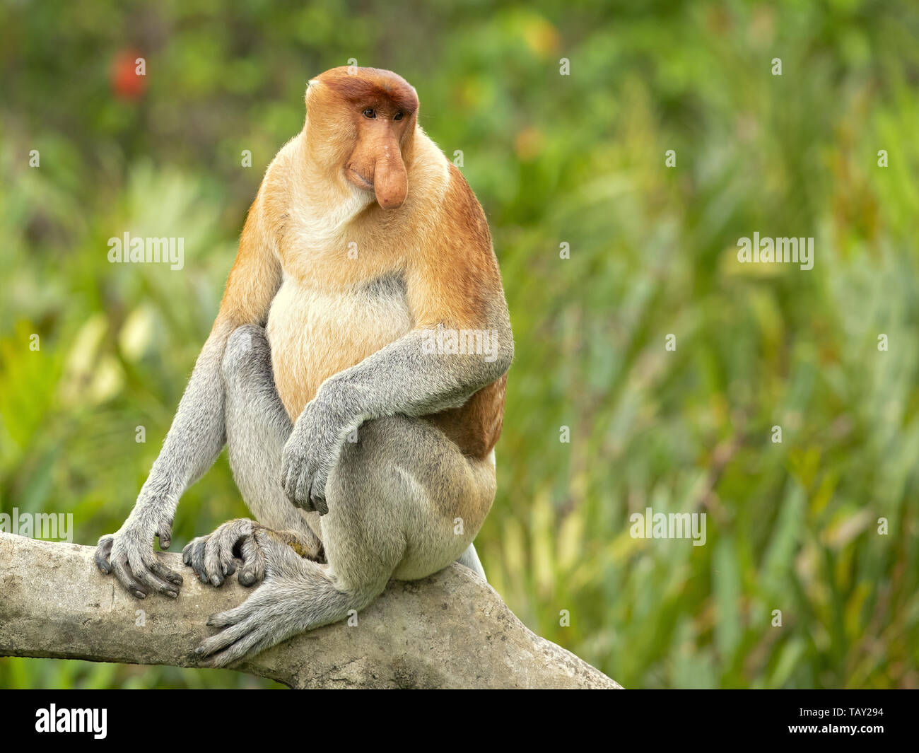 Proboscis Monkey (Nasalis larvatus) ou long-nez de singe, connu sous le ...