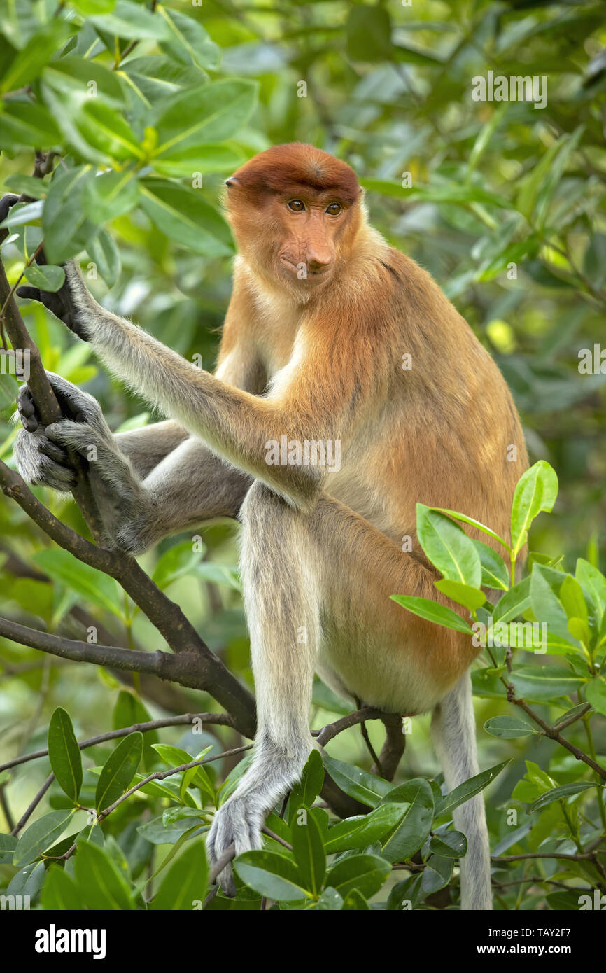Proboscis Monkey (Nasalis larvatus) ou long-nez de singe, connu sous le ...