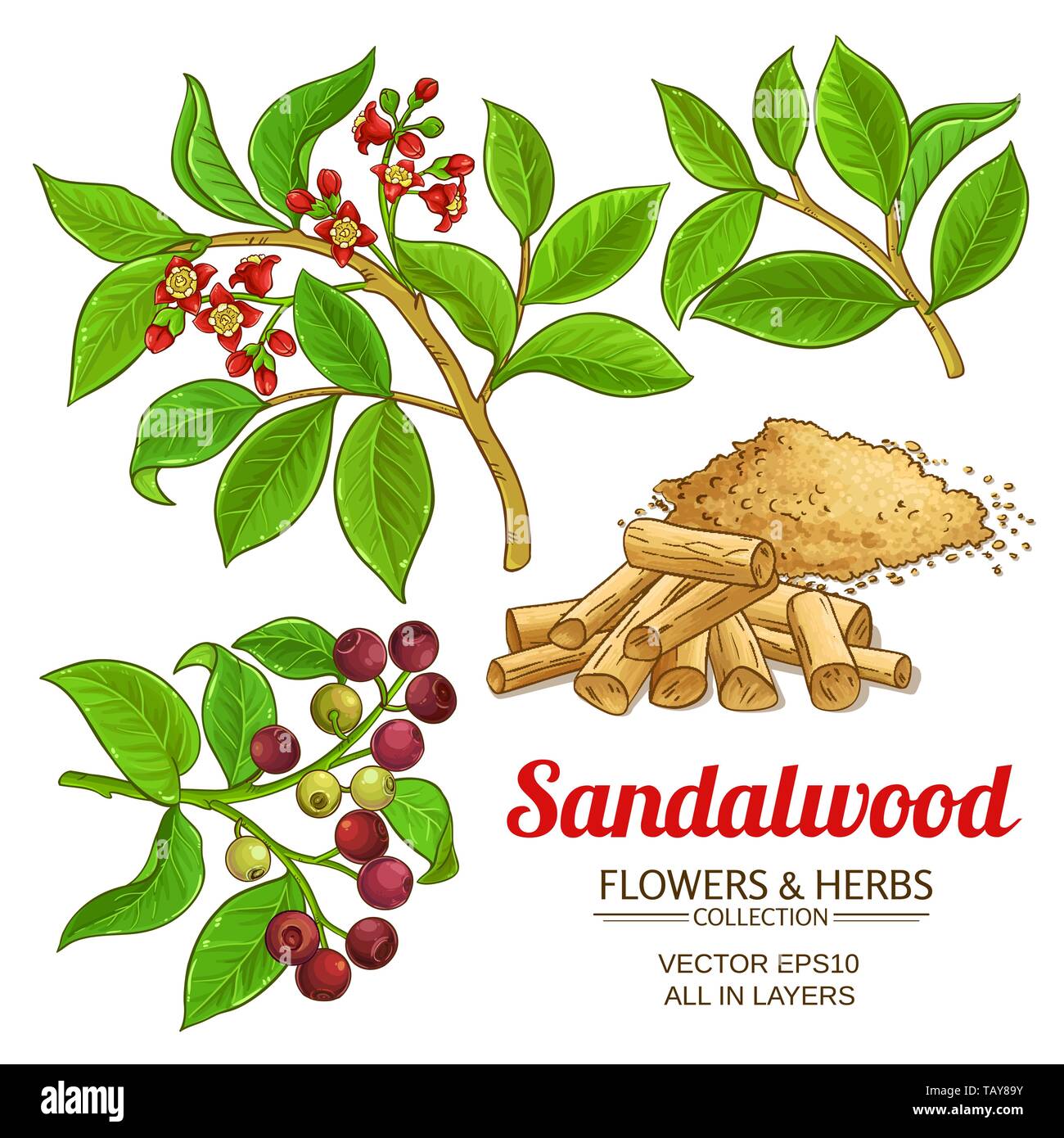 Huile de santal Banque d'images vectorielles - Alamy