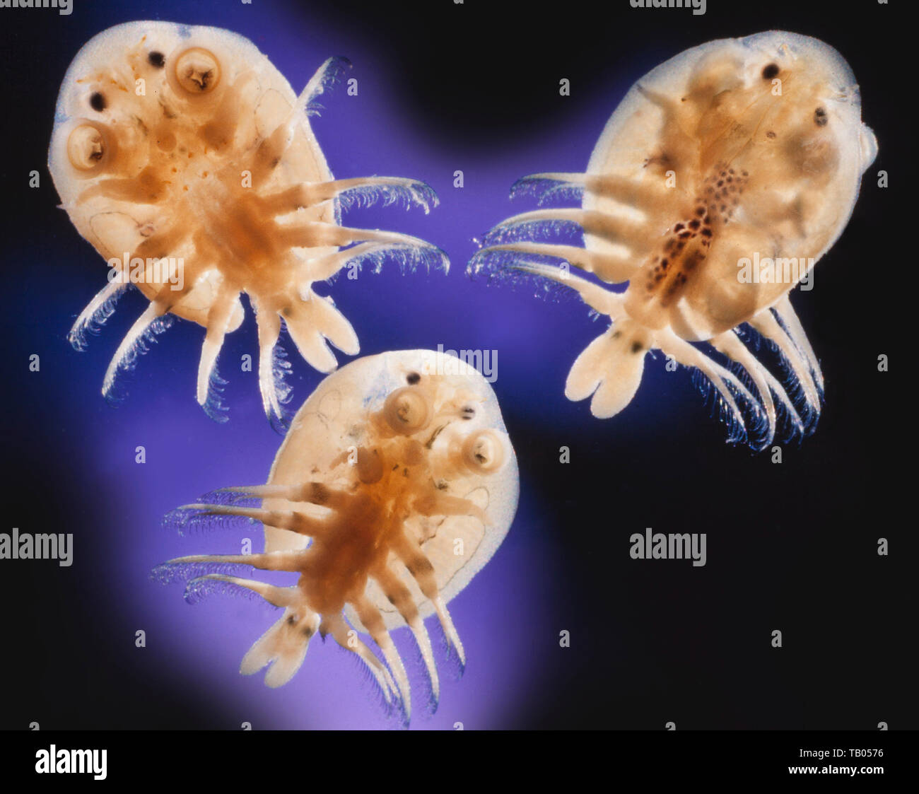 Parasite des poissons marins Banque de photographies et d’images à ...