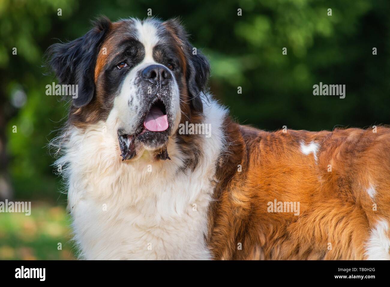 St bernard dog side Banque de photographies et d’images à haute ...