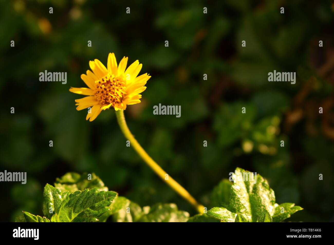 Tige rampante Banque de photographies et d’images à haute résolution ...