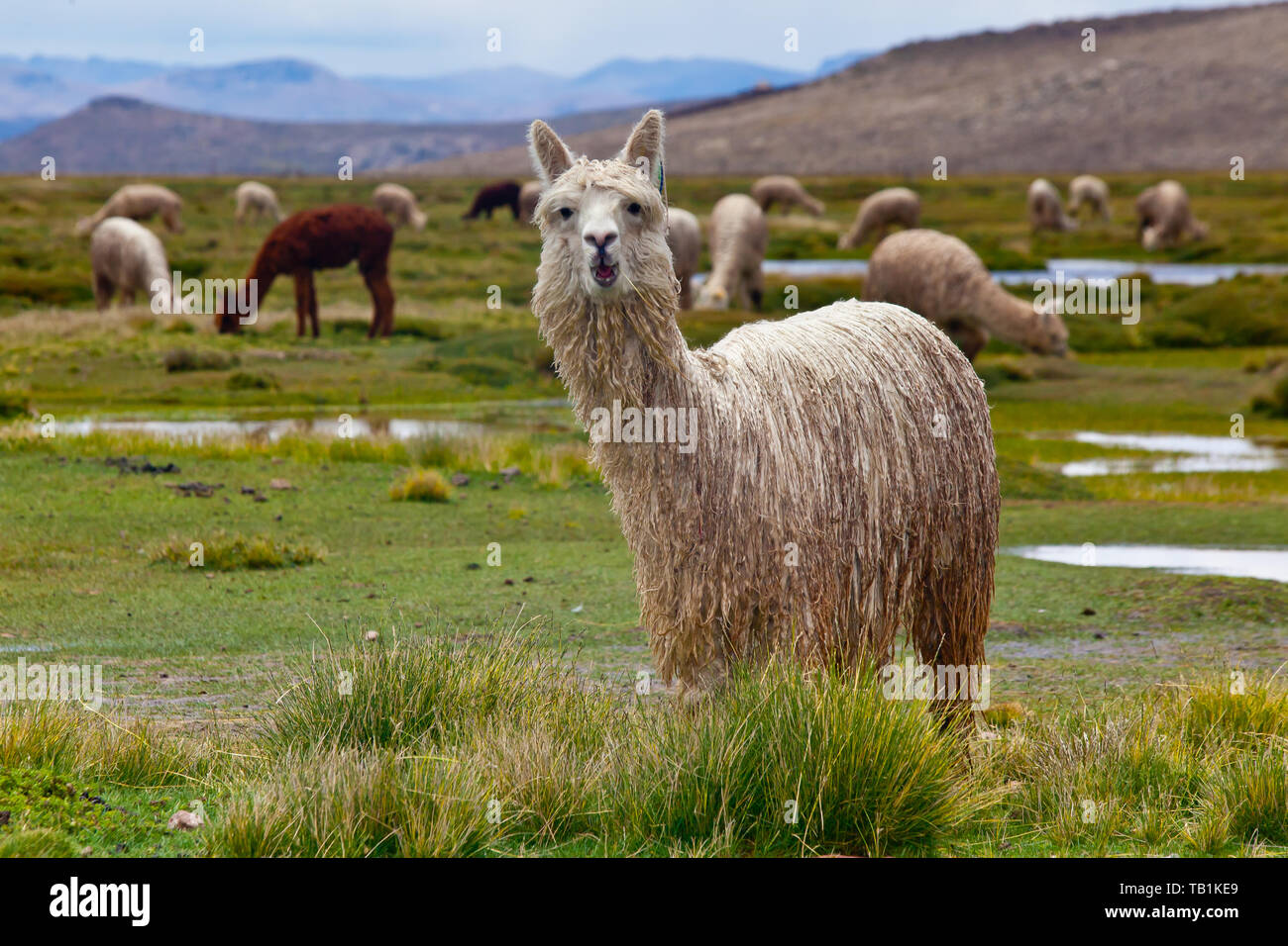 Les alpagas Banque de photographies et d’images à haute résolution - Alamy