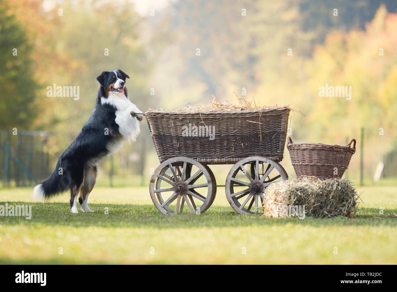 Chariot de bergers Banque de photographies et d’images à haute résolution - Alamy