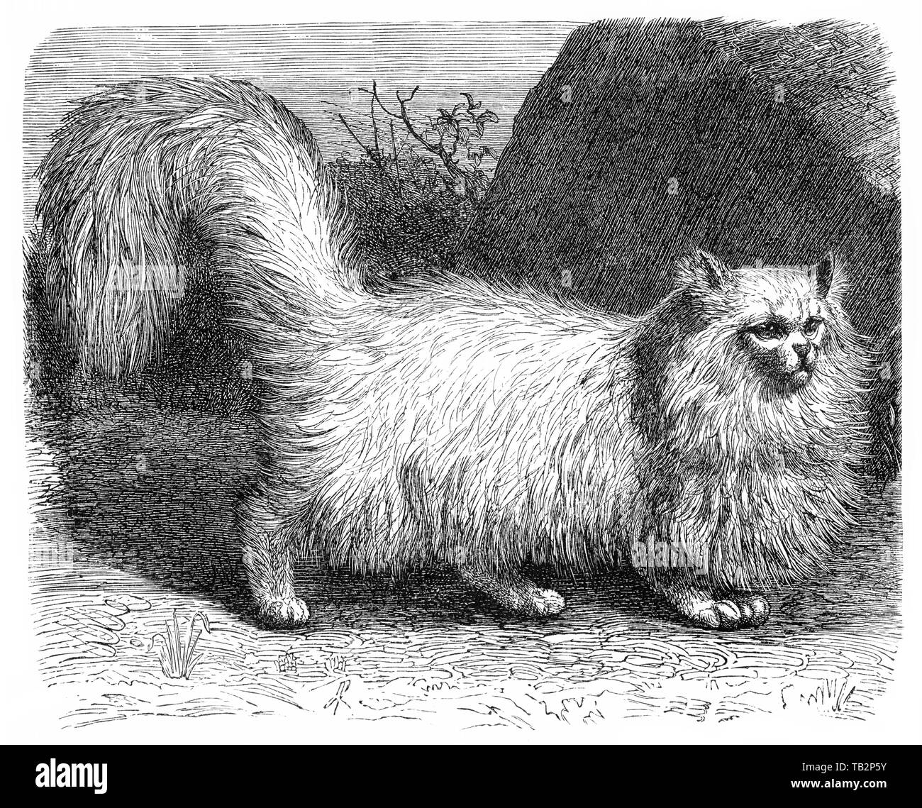 Angora turc noir chatons Banque de photographies et d’images à haute ...