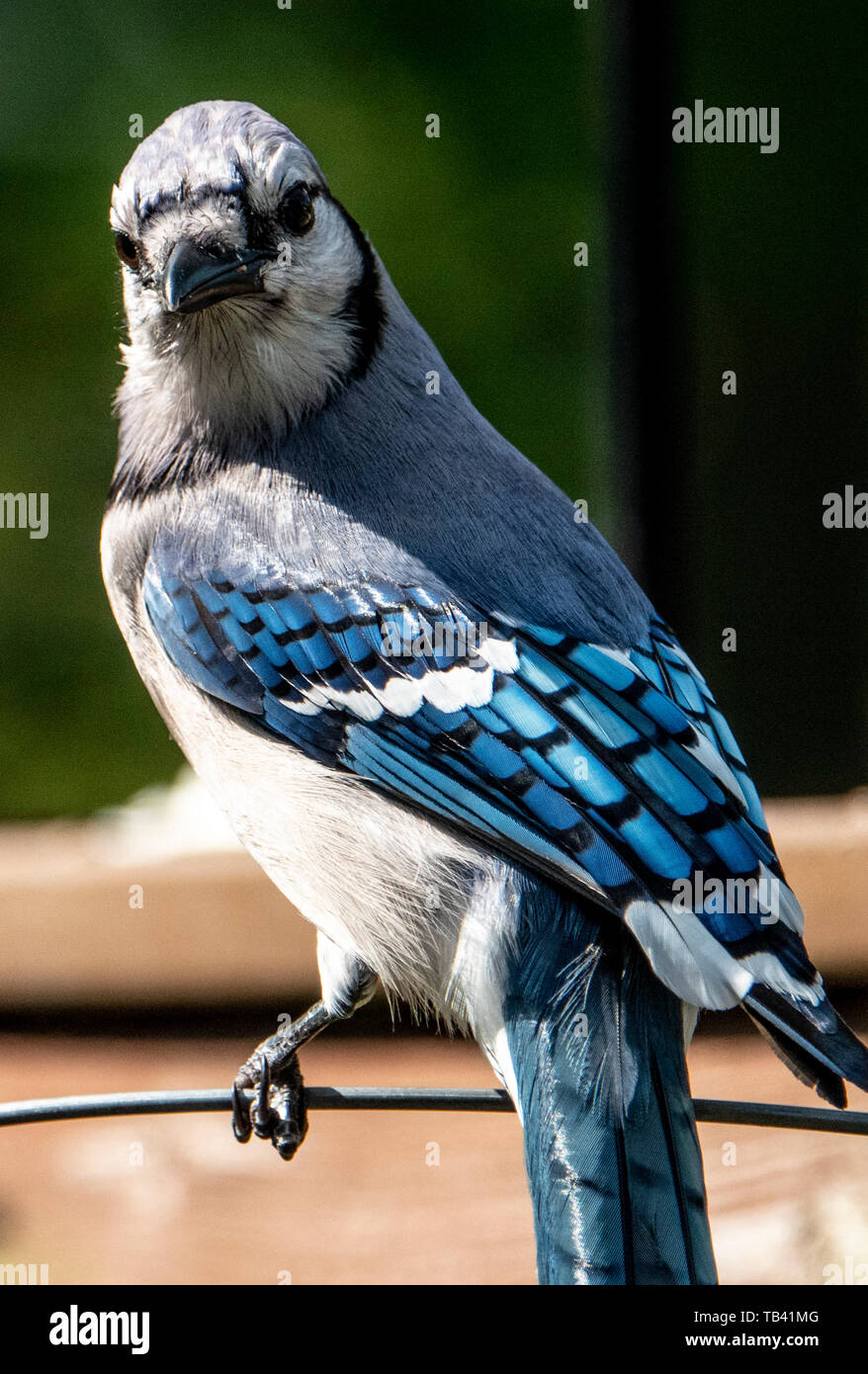 Blue plumes Banque de photographies et d’images à haute résolution - Alamy